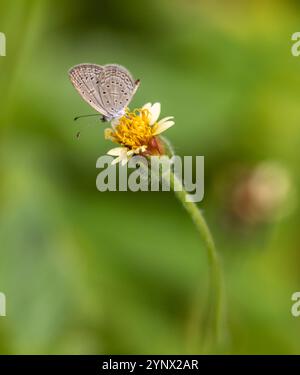 Tiny Grass Blue Butterfly - Zizula hylax Stock Photo - Alamy