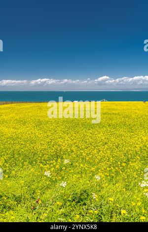 Qinghai Lake, Eastern Tibet, Qinghai province, China, blue sky, iconic ...