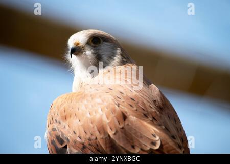 The Nankeen Kestrel is a slender falcon and is a relatively small ...