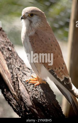 The Nankeen Kestrel is a slender falcon and is a relatively small ...