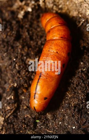 INVERTEBRATE SILKWORM Moth Stock Photo - Alamy