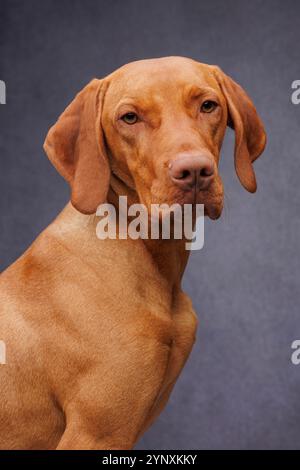 Russet gold hungarian vizsla headshot against dark grey studio backdrop ...
