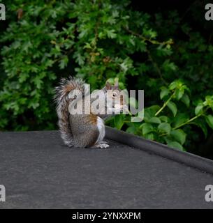 grey squirrel standing on a tree trunk with blurred autumn leaves in ...