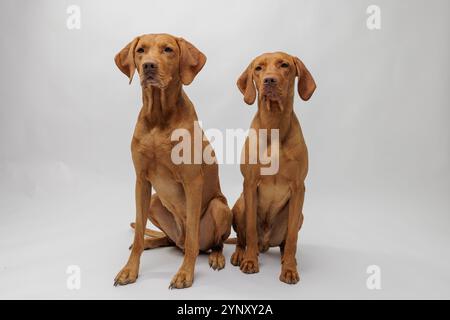 Two russet gold coloured hungarian vizsla dogs sitting in studio with ...