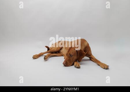 Russet gold coloured hungarian vizsla lying on floor in studio with ...