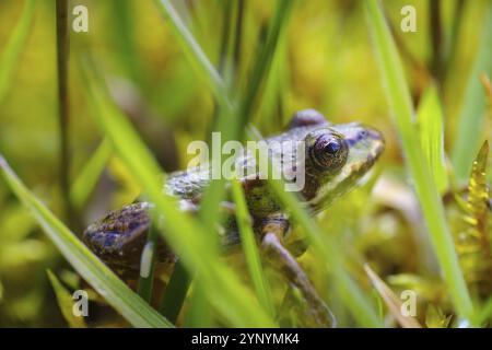 A close-up shot of a small frog, toad on the green forest ground Stock ...