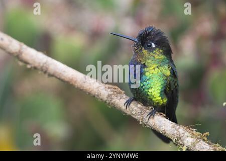 Fire-throated hummingbird (Panterpe insignis), Parque National Los ...