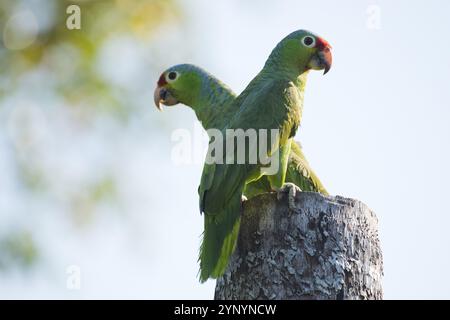 Red-fronted Amazon (Amazona autumnalis), Costa Rica, Central America ...