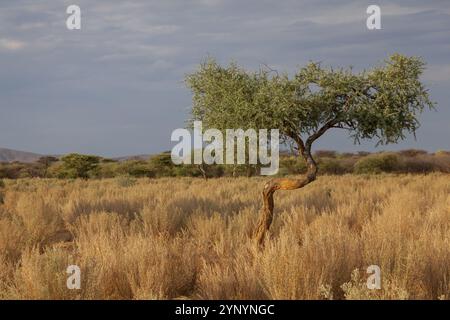 Landscape near the Waterberg region, evening light, Namibia, Africa ...