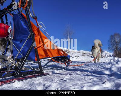Sled dog scene in the italian alps Stock Photo - Alamy