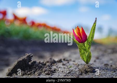 Tulips blooming in front of First Church of Otago, Dunedin, Otago ...