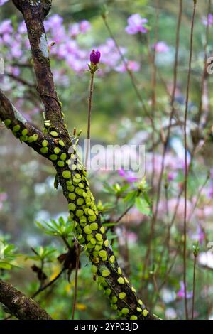 Pink Japanese Azalea on the branch in the garden Stock Photo - Alamy