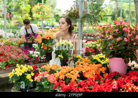Woman chooses and buys flowers begonia hiemalis in flower shop Stock ...