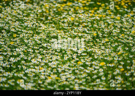Field blossom Chamomiles meadow of the daisy family, Summer photos of ...