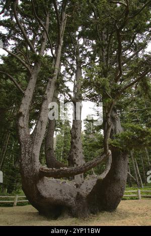 Massive tree, specifically a famous Sitka spruce (Picea sitchensis ...