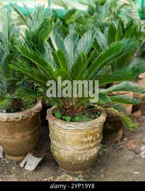 Sago Palm, King Sago, Sago Cycad or Japanese Sago Palm, Cycas revoluta ...