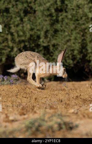 African Hare Lepus capensis sitting in some grass on the Serengeti East ...