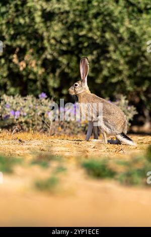 Cape hare (Lepus capensis arabicus Stock Photo - Alamy