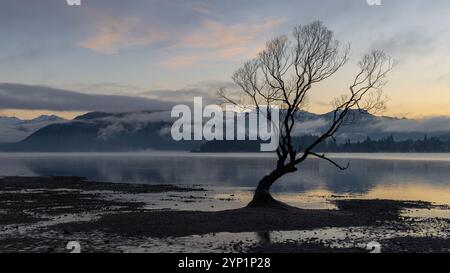 Winter sunrise at the Wanaka Tree, NZ Stock Photo - Alamy