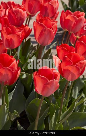 Tulip Orange Van Eijk flowers in spring sunlight Stock Photo - Alamy