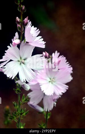 Light-pink Sidalcea 'Elsie Heugh' (Prairie Mallow) Flowers grown at RHS ...
