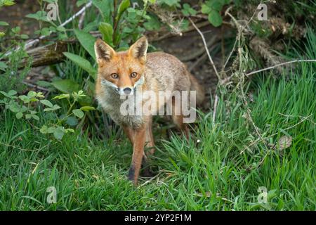 Fox looking forward in the uk, close up Stock Photo - Alamy