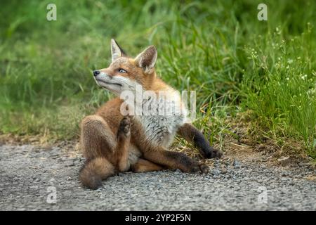 Wild Red Fox Cub scratching Stock Photo - Alamy