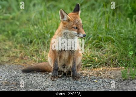wild red fox cub sitting, close up Stock Photo - Alamy