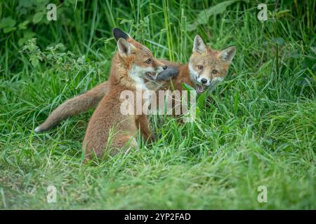 wild red fox cubs playing and fighting Stock Photo - Alamy