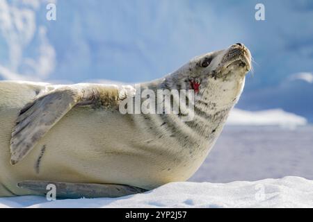 Crabeater Seal, Cuverville Island, Antarctica Stock Photo - Alamy