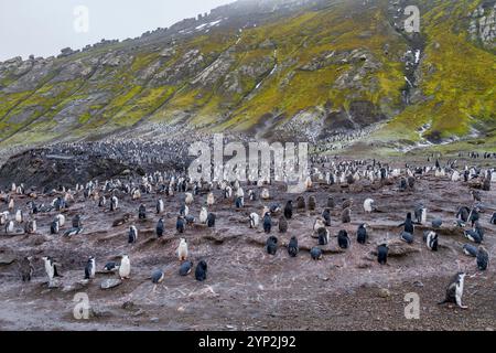 Rocky Formation on Deception Island, with flat top rock, snow, and ...