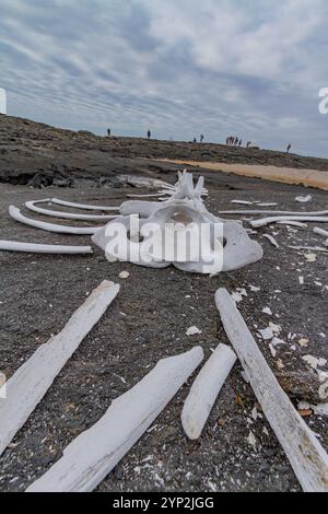 Baleen whale skeleton, most likely a young Bryde's whale, on lava flow ...
