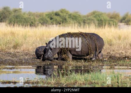 Hippo (Hippopotamus amphibius) with calf, Chobe National Park, Botswana ...