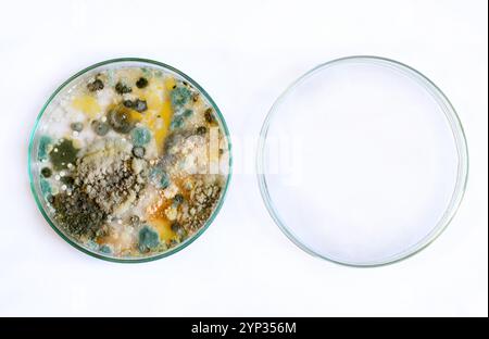 petri dish, mold, various types of fungi, isolated on white Stock Photo ...