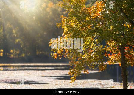 Colorful Autumn leaves of the Florida maple tree or Acer Floridanum in ...
