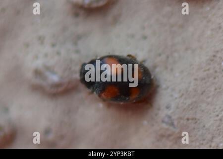 Four-spotted Nephus (Nephus quadrimaculatus Stock Photo - Alamy
