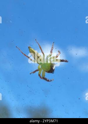 Green Jumping Spider (Mopsus mormon Stock Photo - Alamy