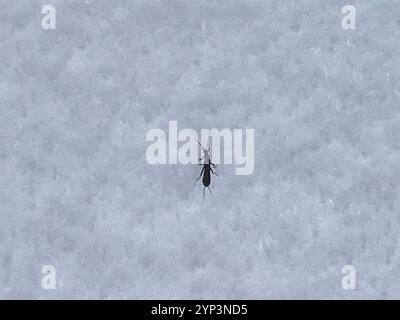 Small Winter Stoneflies (Capniidae Stock Photo - Alamy