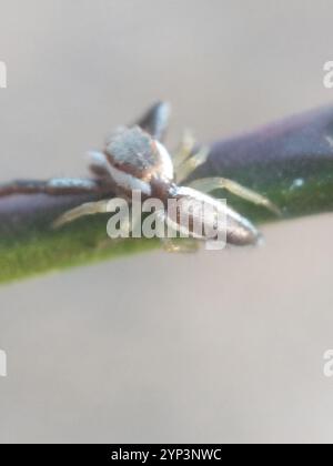 Common Hentz Jumping Spider (Hentzia palmarum Stock Photo - Alamy
