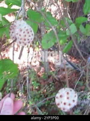 Wool Sower Gall Wasp (Callirhytis seminator), Insecta, Petersham, MA ...