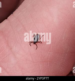 Western Black-legged Tick (Ixodes pacificus Stock Photo - Alamy