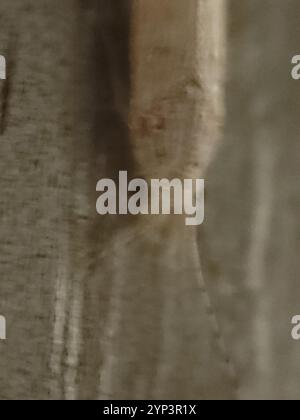 White Miller Caddisflies (Nectopsyche Stock Photo - Alamy