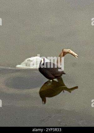 Slate-colored Coot (Fulica ardesiaca Stock Photo - Alamy