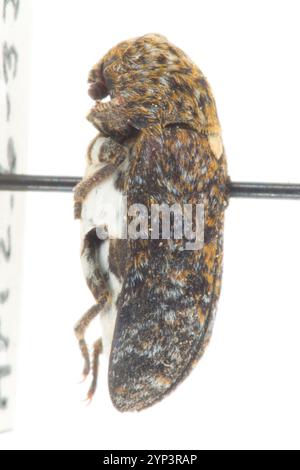 Hide and Tallow Dermestid (Dermestes talpinus Stock Photo - Alamy