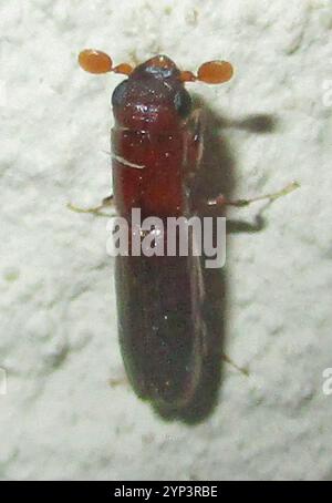 Pinhole Borer Beetles (Platypodinae Stock Photo - Alamy