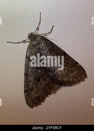 Spring Cankerworm Moth (Paleacrita vernata Stock Photo - Alamy