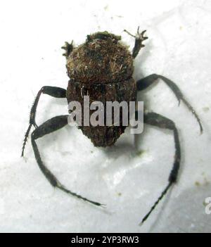 Spider Dung Beetles (Sisyphus Stock Photo - Alamy