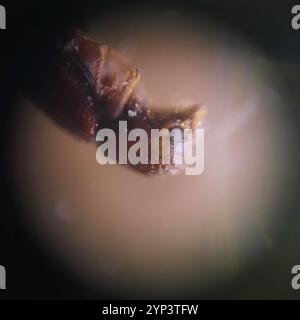 Lesser Grain Borer (Rhyzopertha dominica Stock Photo - Alamy