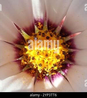 Sticky Rain Daisy (Dimorphotheca cuneata Stock Photo - Alamy