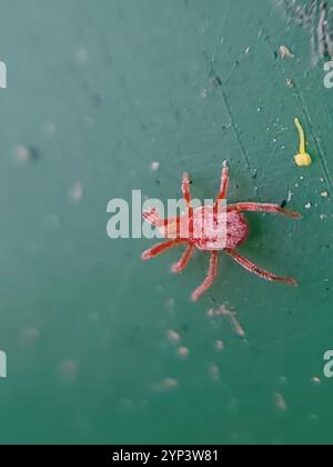 Sidewalk Mites (Balaustium Stock Photo - Alamy